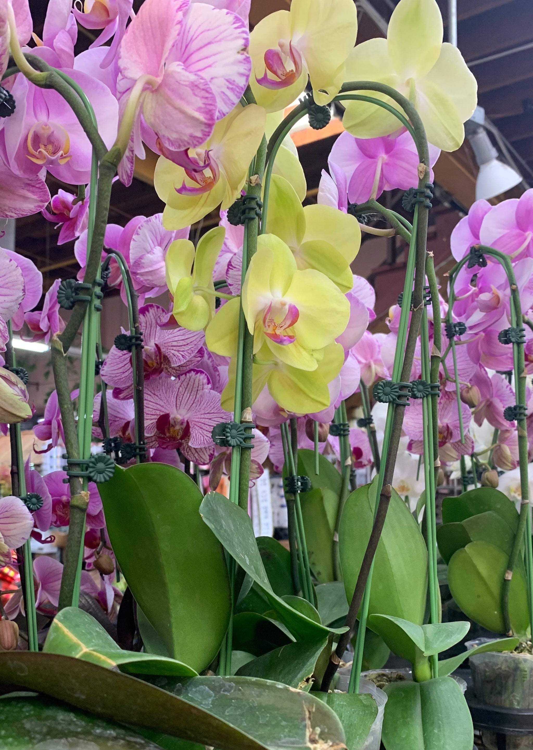 3" Pot Cascade PHALAENOPSIS – Orchidpro USA