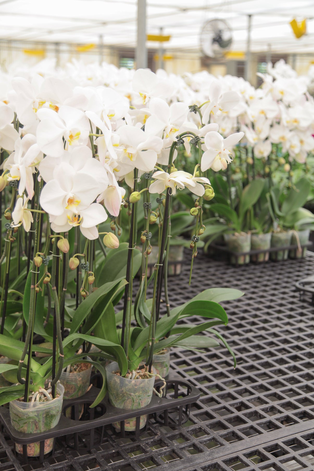 4" Pot Cascade PHALAENOPSIS – Orchidpro USA